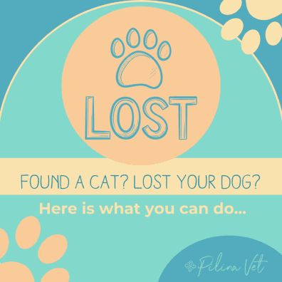 Lost & Found Animals - What to Do - Pilina Vet - 96734